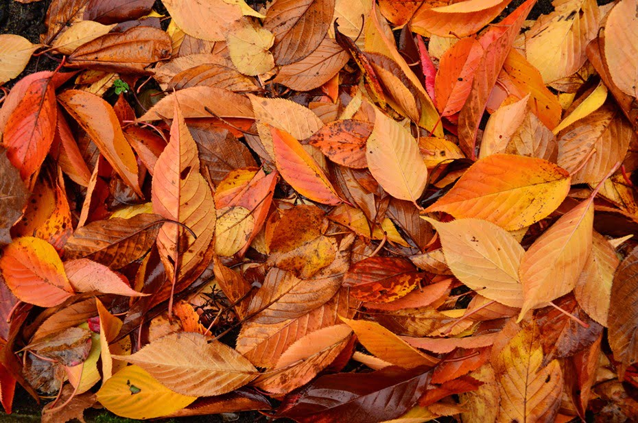 Leaves falling off trees RI Landscaper 855RILAWNS Leaves falling off trees RI Landscaper 855RILAWNS